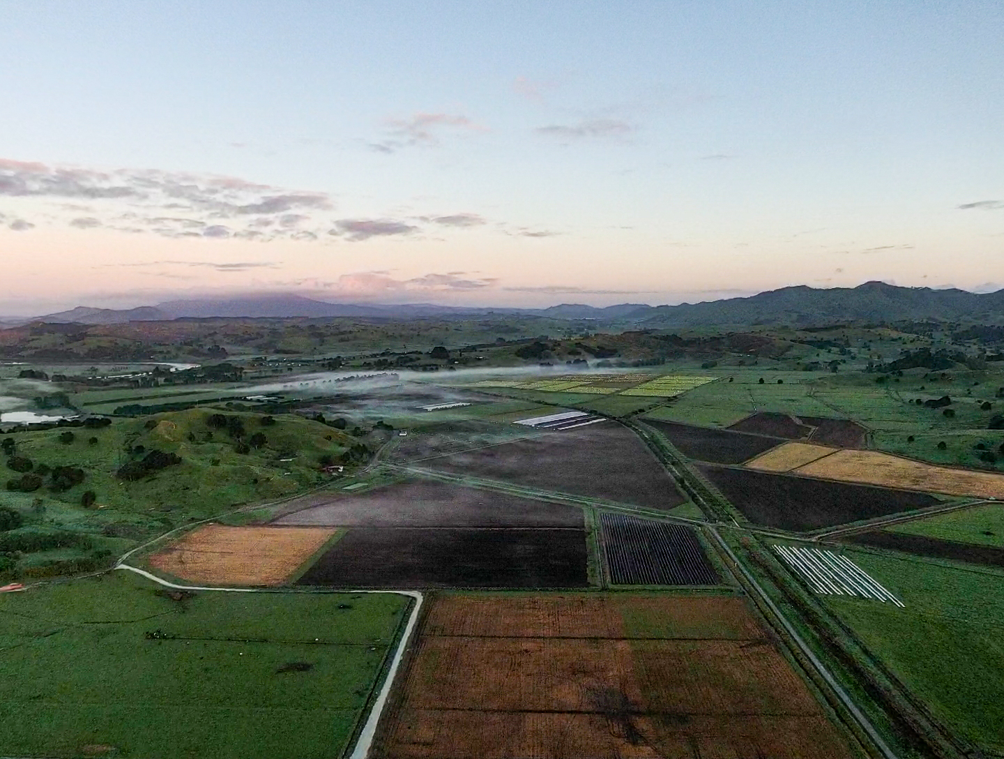 Why is Dargaville the Kumara Capital? - Fieldco Ltd