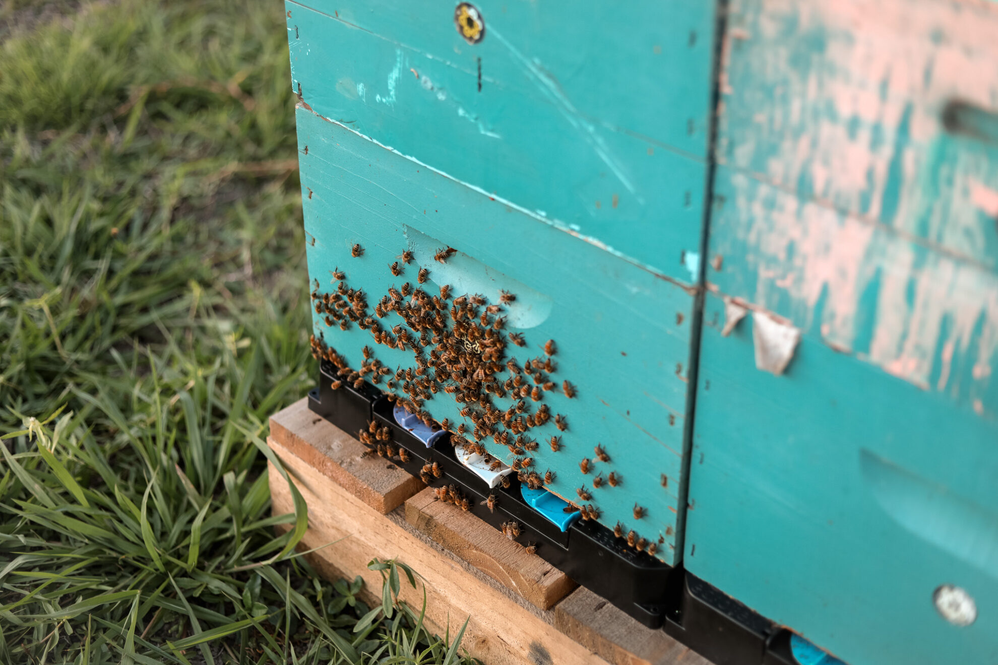 Pollination for Watermelons - Fieldco Ltd