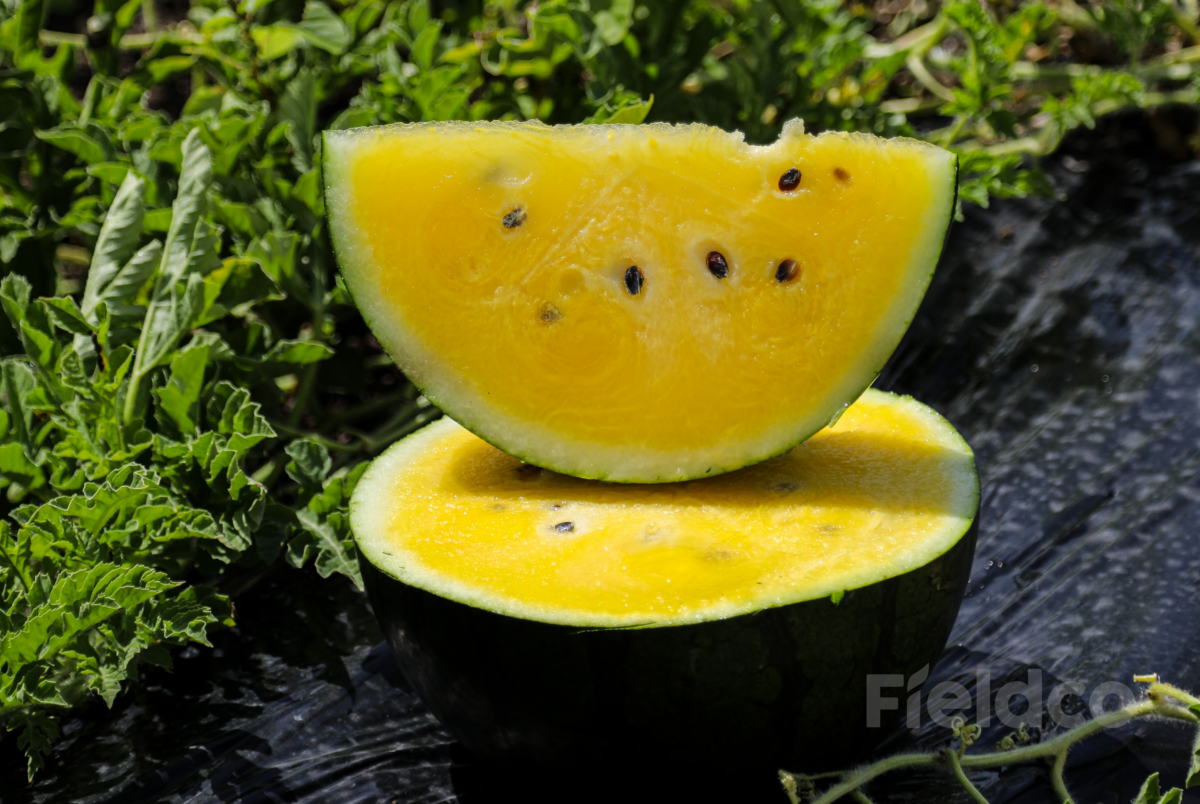 Yellow Watermelon - Fieldco Ltd