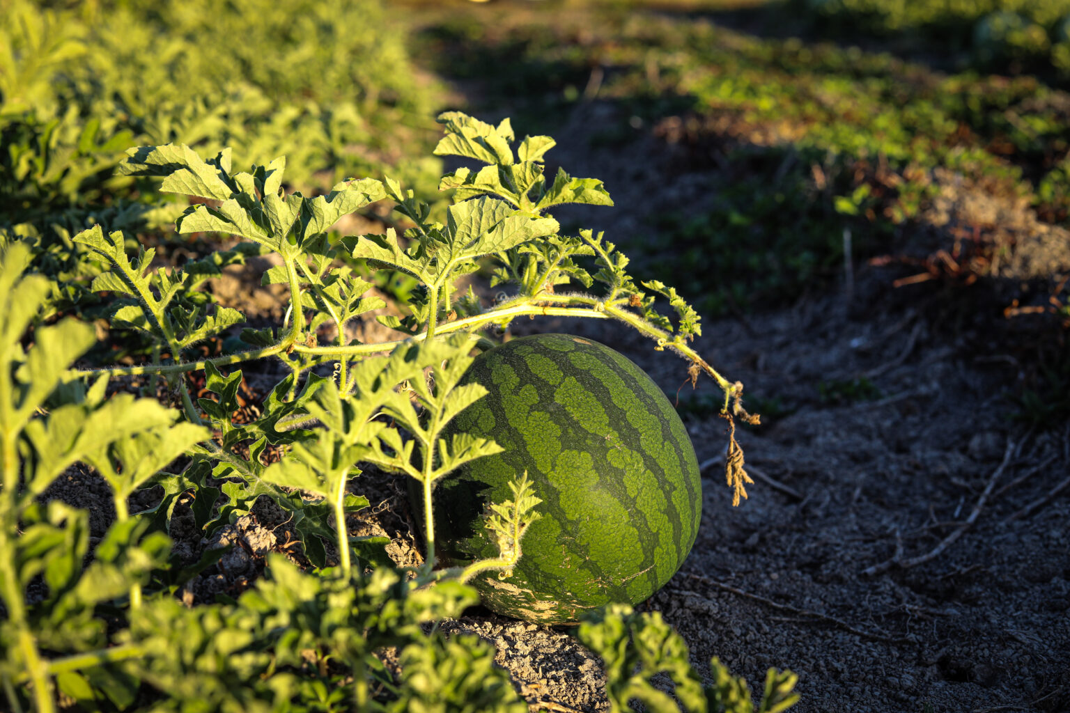 Water as a Key Resource for Watermelons - Fieldco Ltd