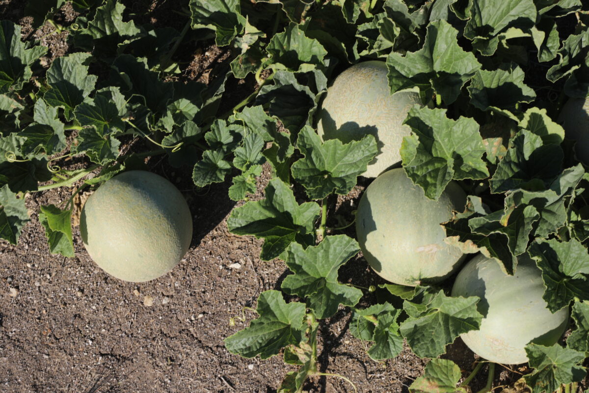 Ripeness of Rockmelon & Honeydew - Fieldco Ltd