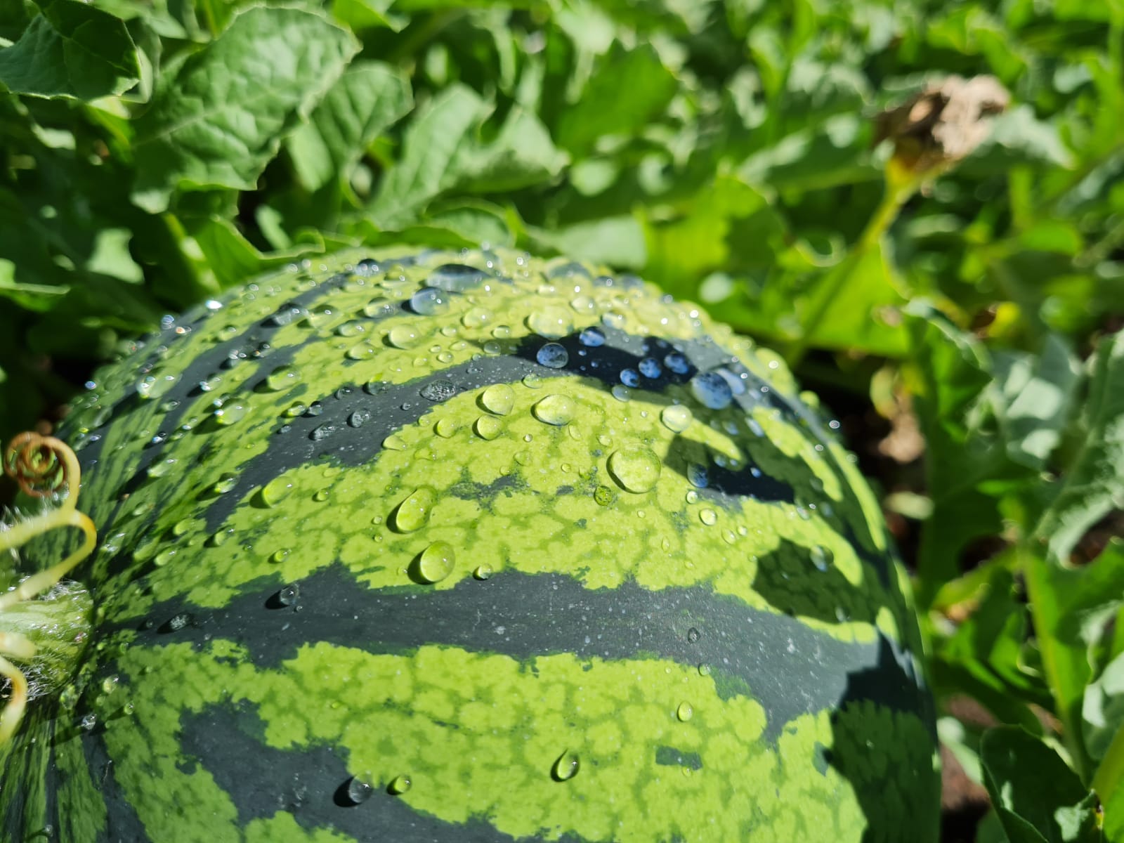 New Melon Technology - Fieldco Ltd