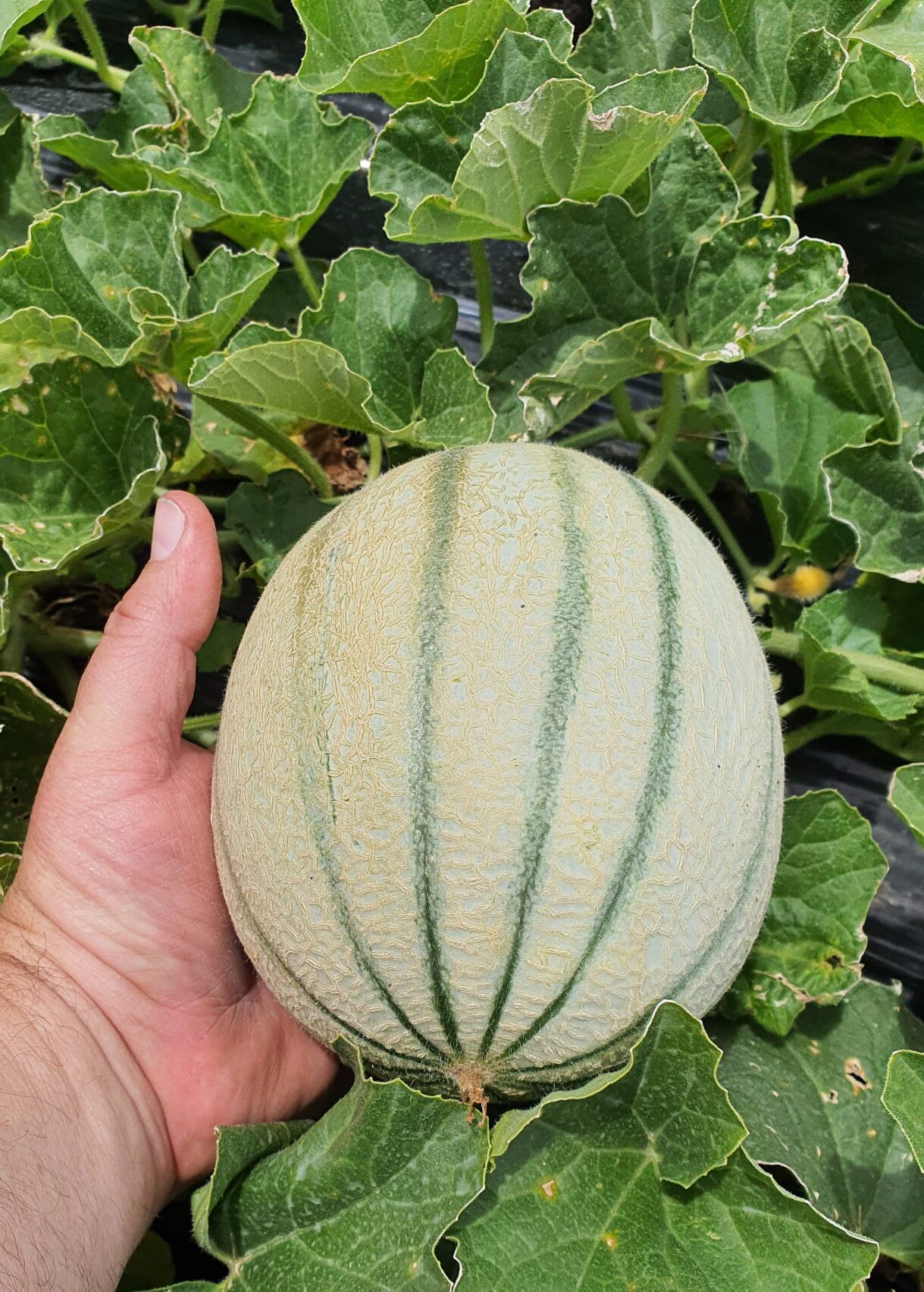 Ripeness of Rockmelon & Honeydew - Fieldco Ltd