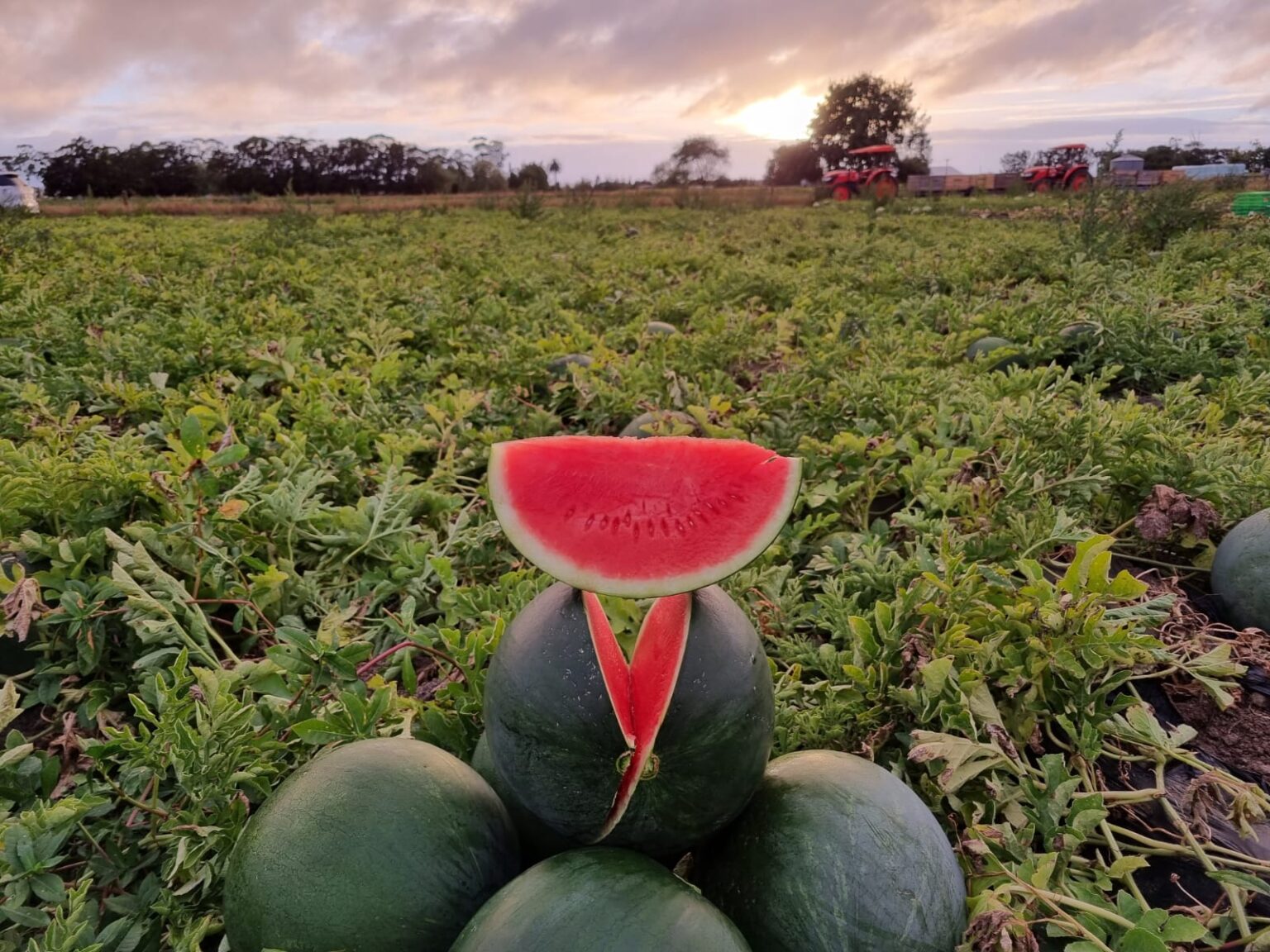 Seedless Watermelons - Fieldco Ltd