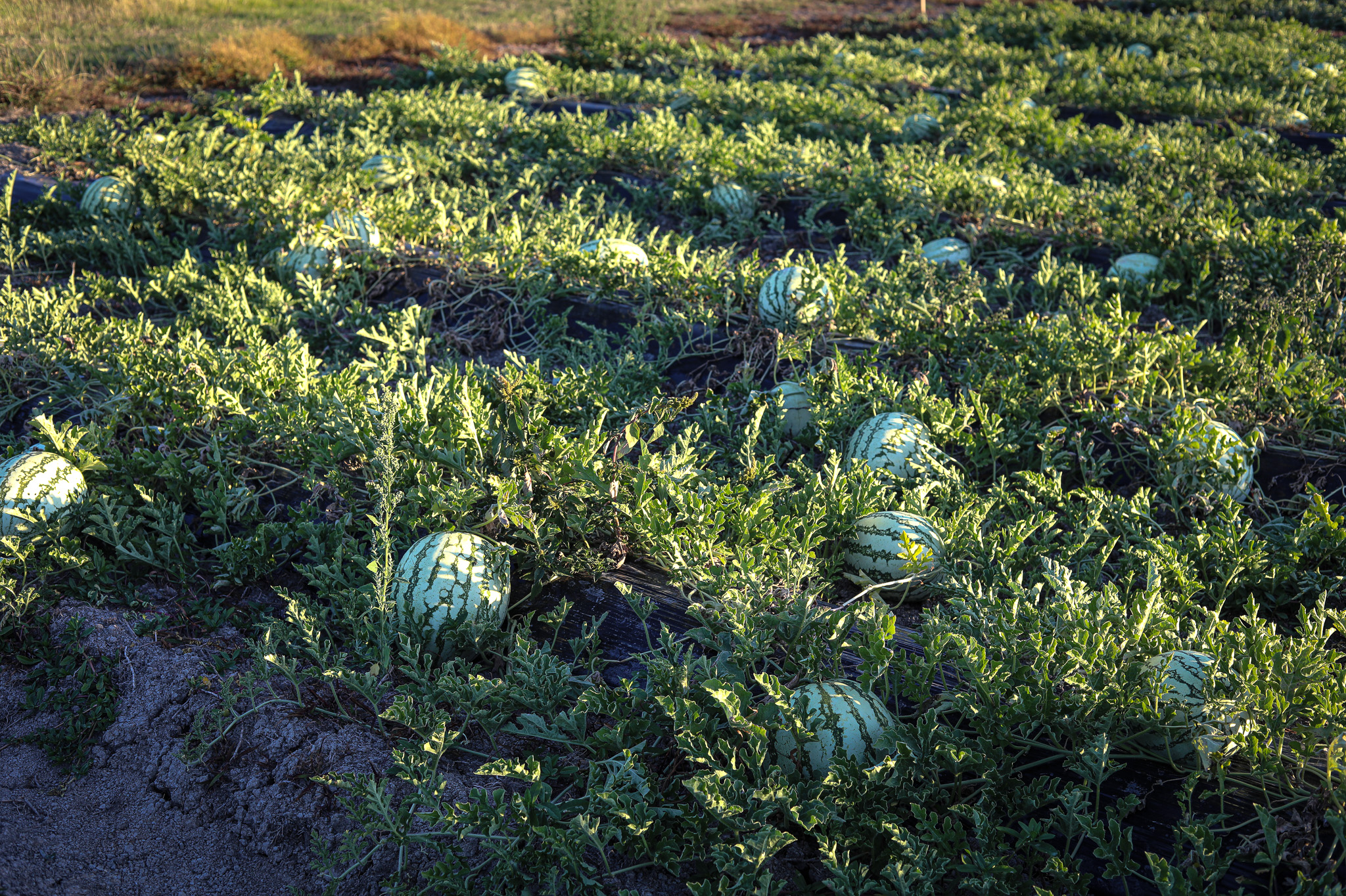 What is Watermelon Sunburn? - Fieldco Ltd